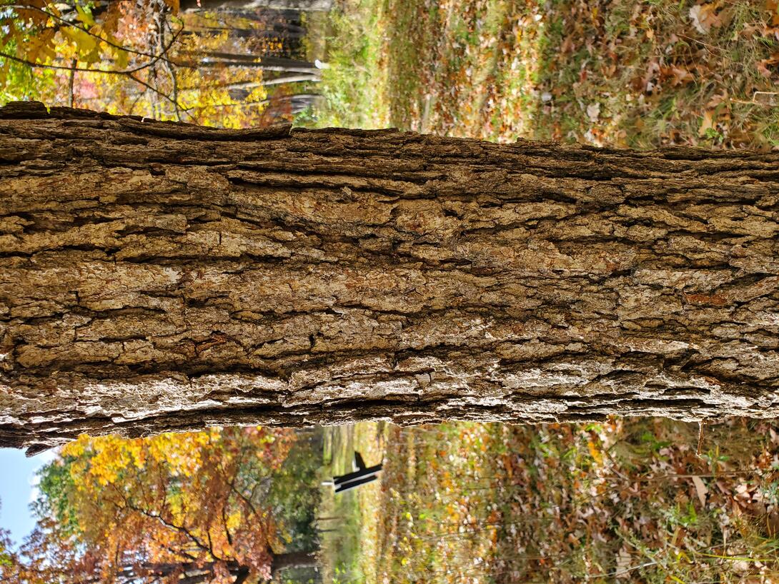 Bur Oak | CMP Tree Selection Tool